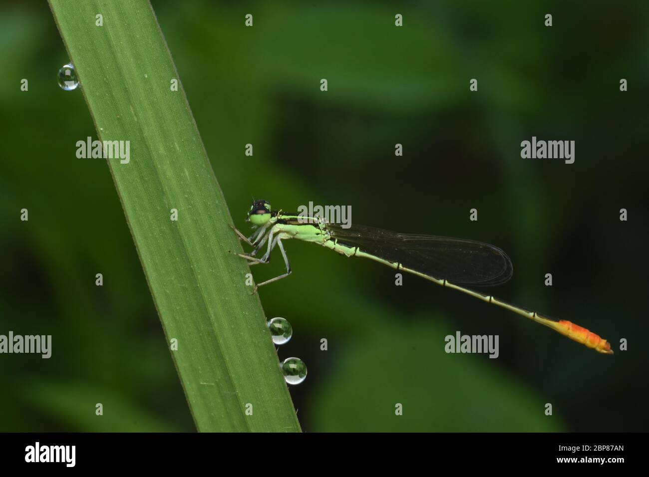 Male pinhead wisp hi-res stock photography and images - Alamy