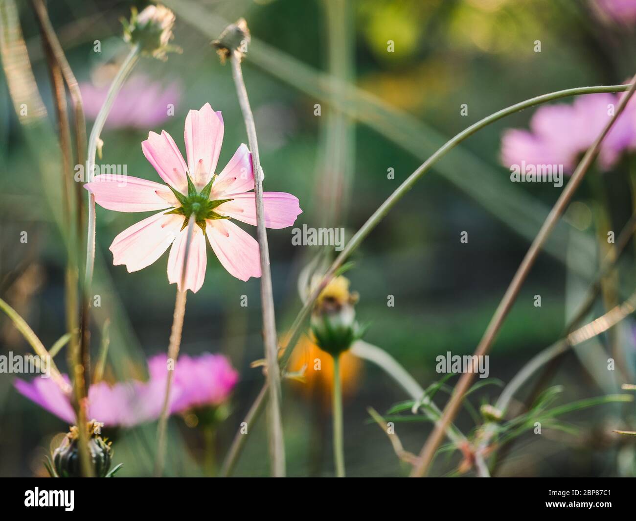 Early spring flowers on a grass background Stock Photo - Alamy