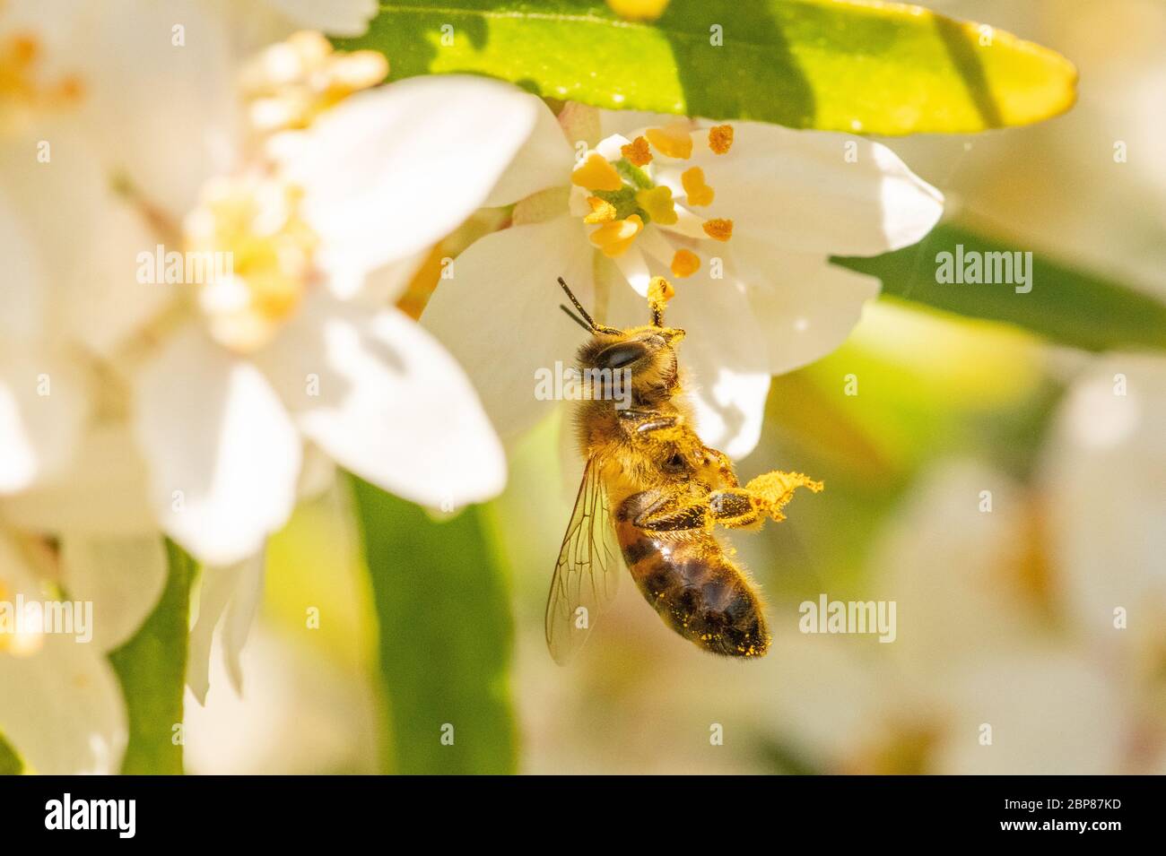 Bee: Honey Bee collecting pollen on wild flowers. Closeup details of ...