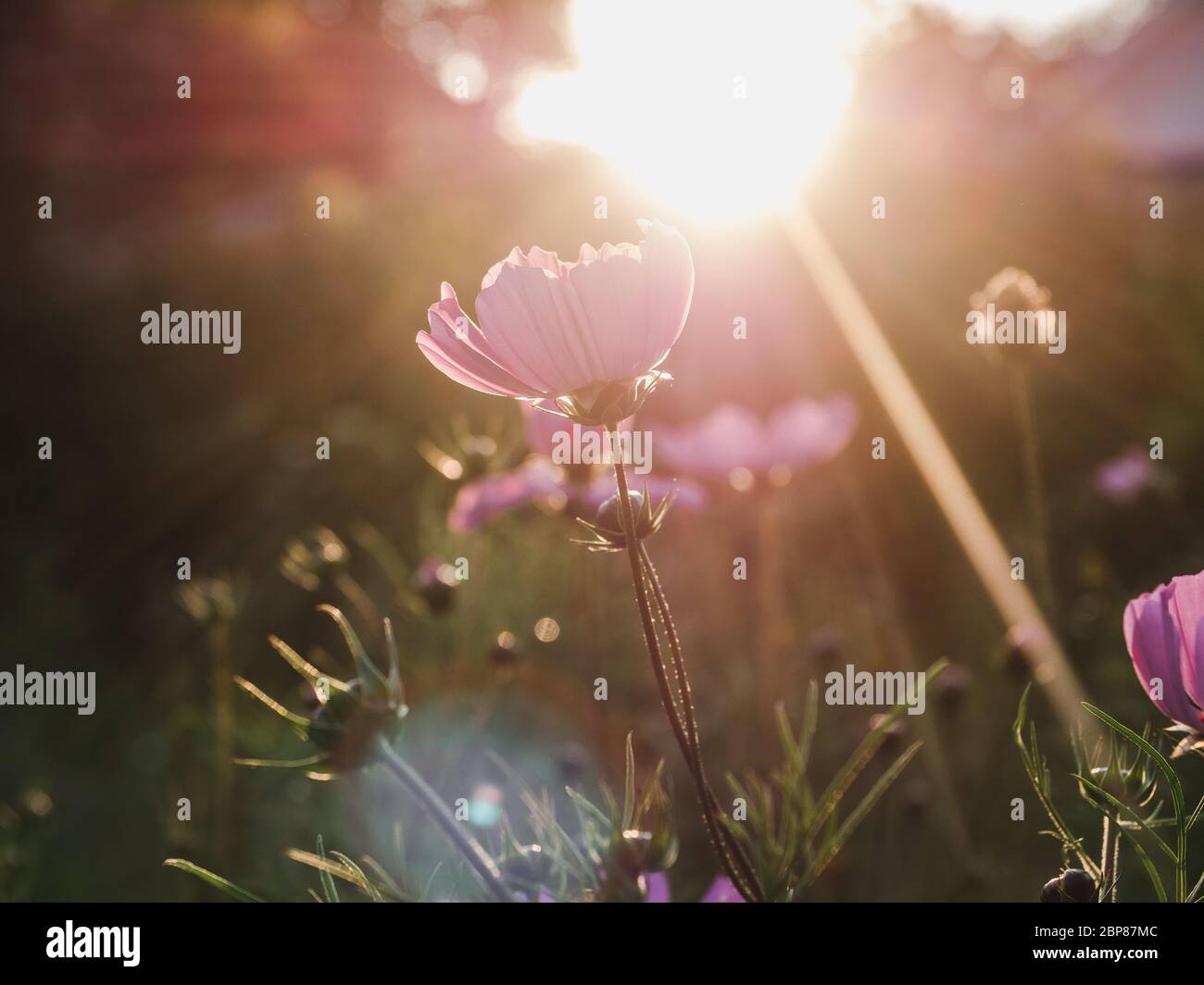 Early spring flowers on a grass background Stock Photo - Alamy