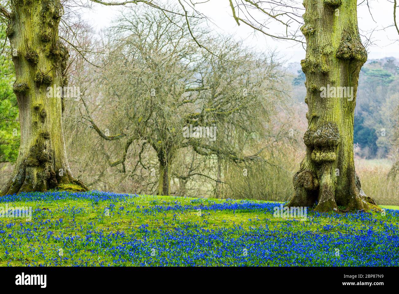 bluebells on the ground between two big trees on spring time. tree ...
