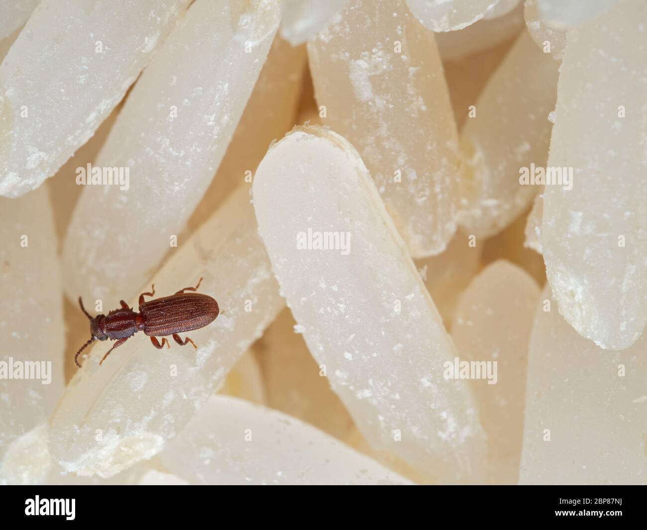 Macro Photography of Sawtoothed Grain Beetle on Raw Rice Stock Photo ...