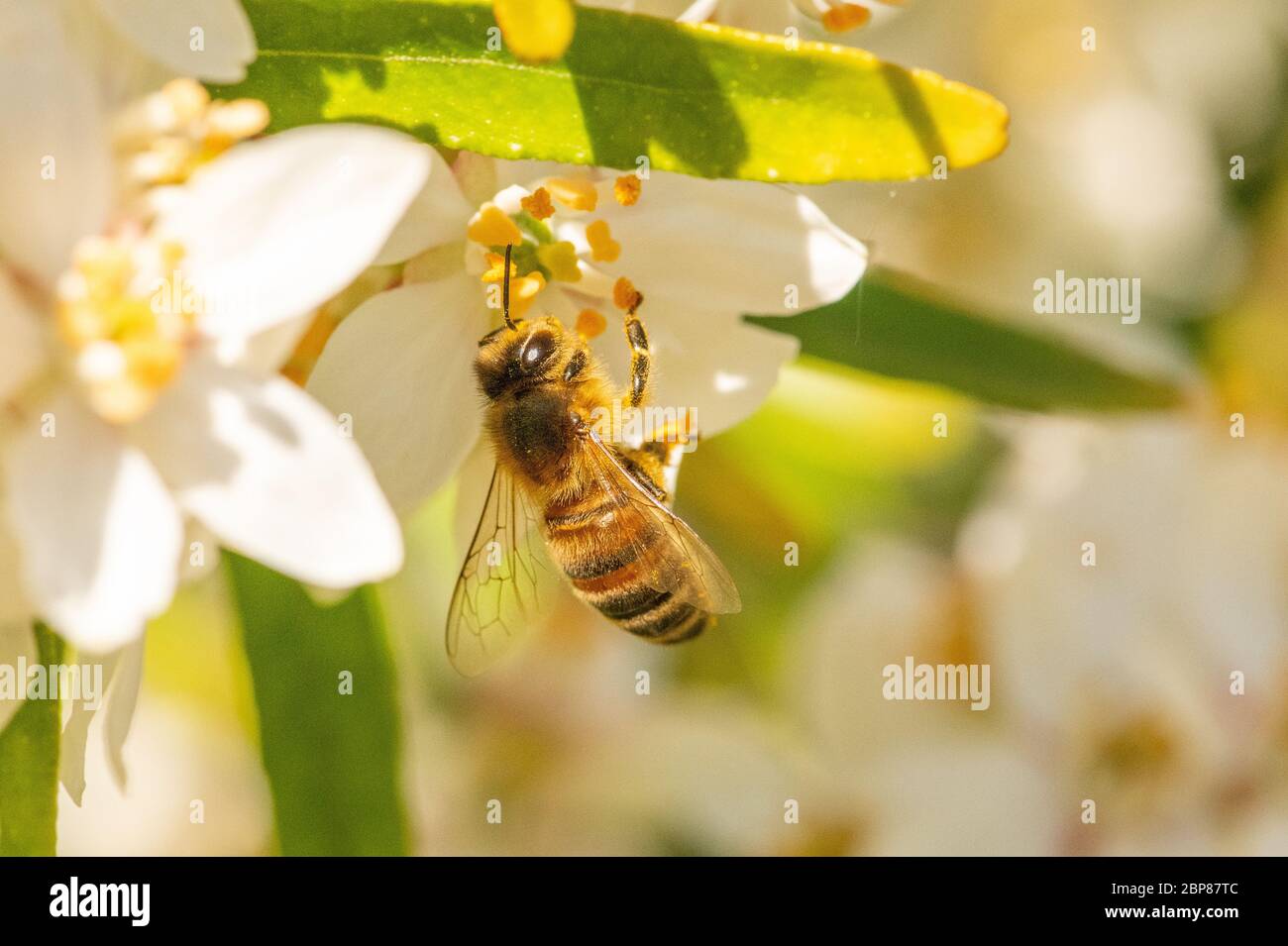Bee: Honey Bee collecting pollen on wild flowers. Closeup details of ...