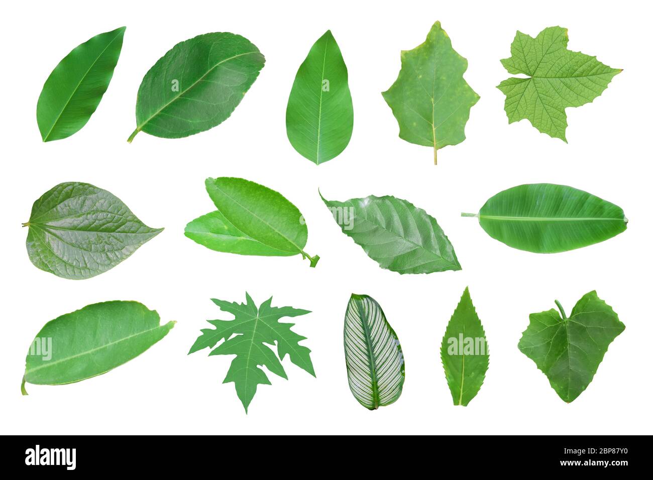 Collection of leaves isolated on a white background Stock Photo - Alamy