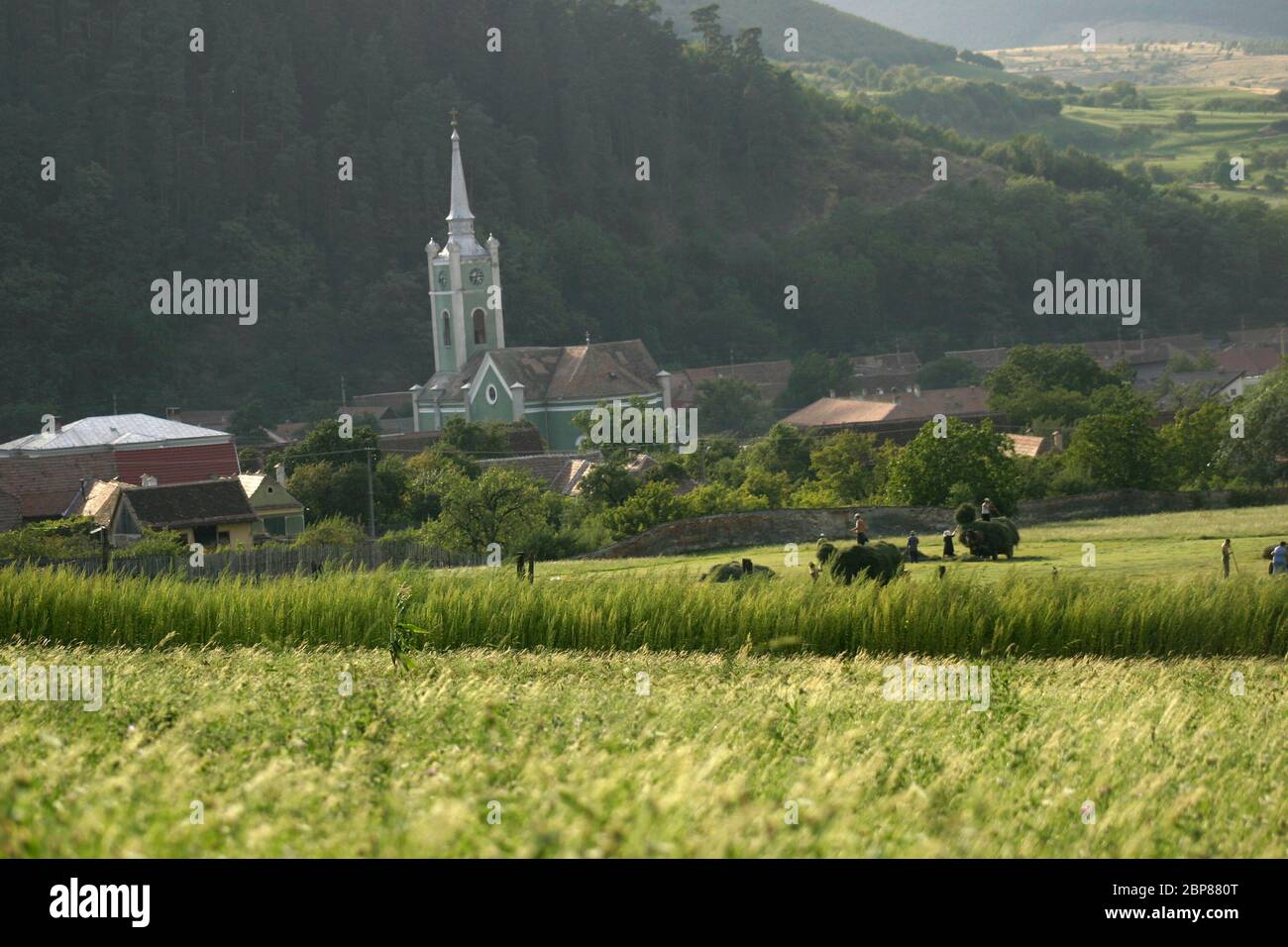 Sibiu County, Romania. Group of peasants gathering the dried grass on ...
