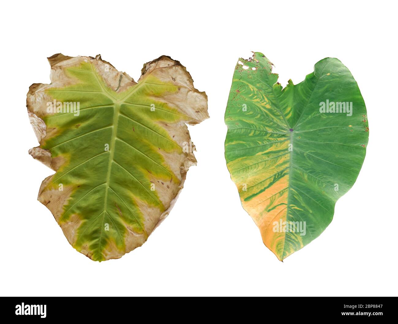 Large Tropical jungle leaf. Dry Elephant Ear isolated on white ...