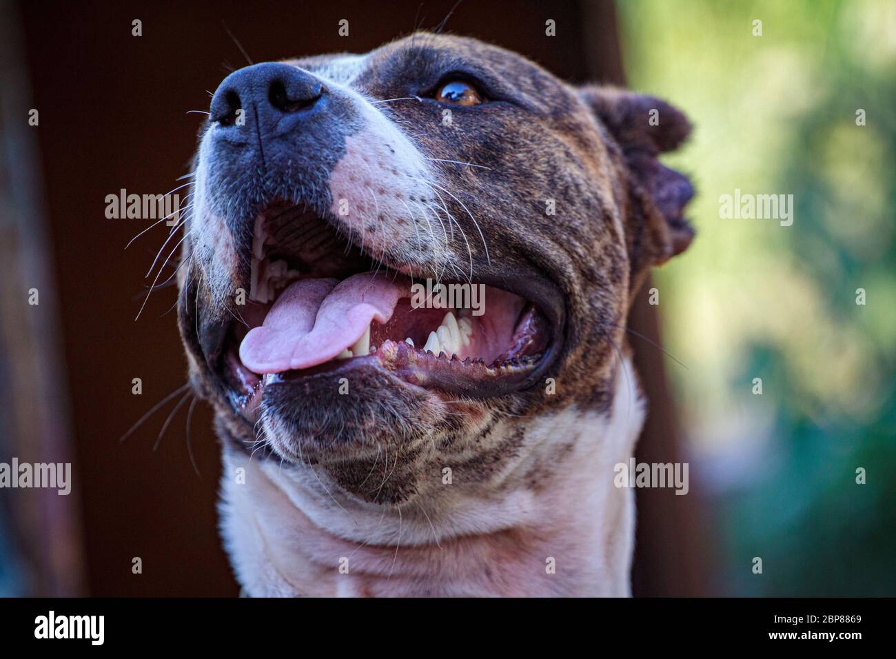 Muzzle of a large evil guard dog with large teeth close-up. The open ...