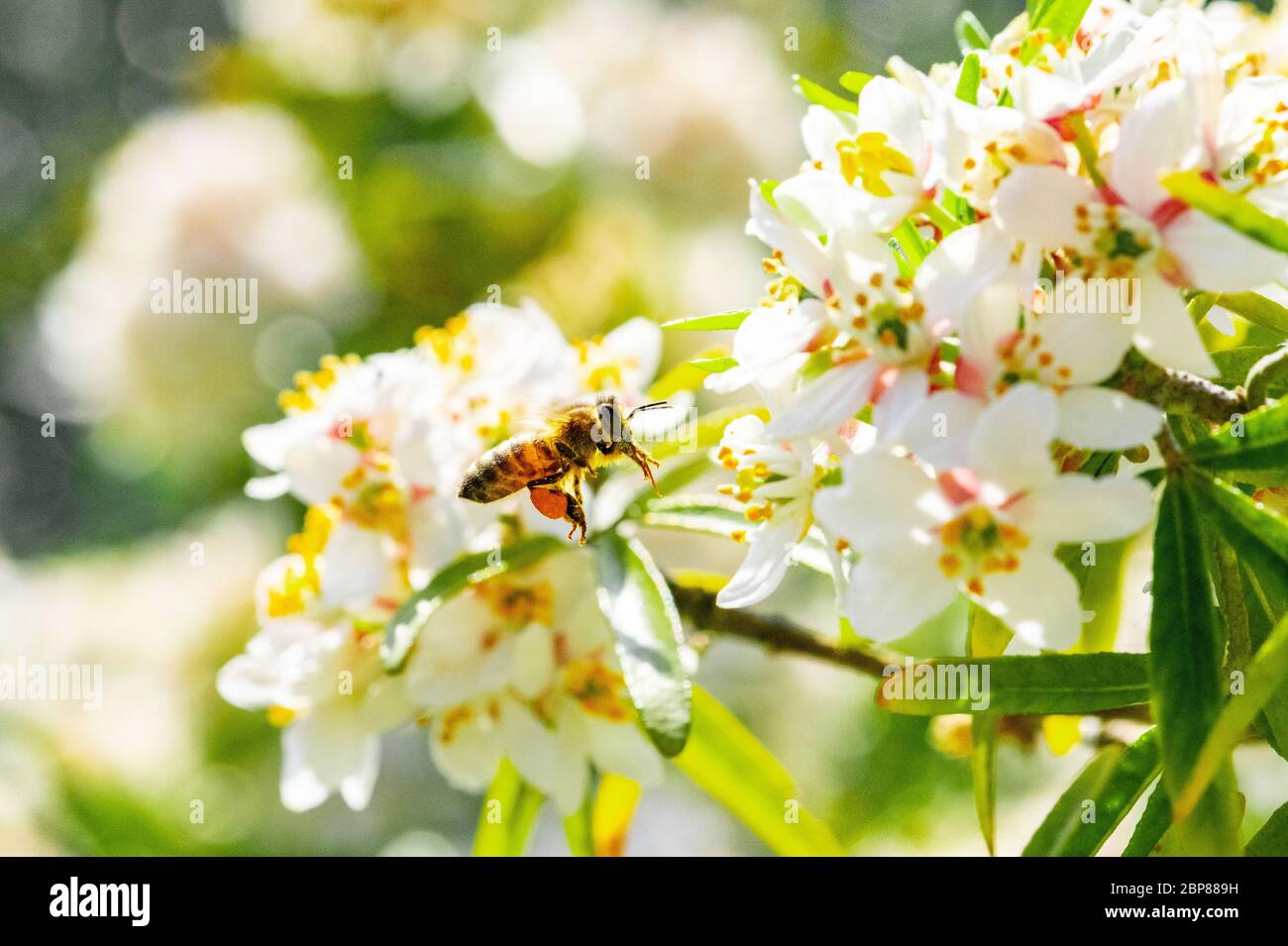 Bee: Honey Bee collecting pollen on wild flowers. Closeup details of ...