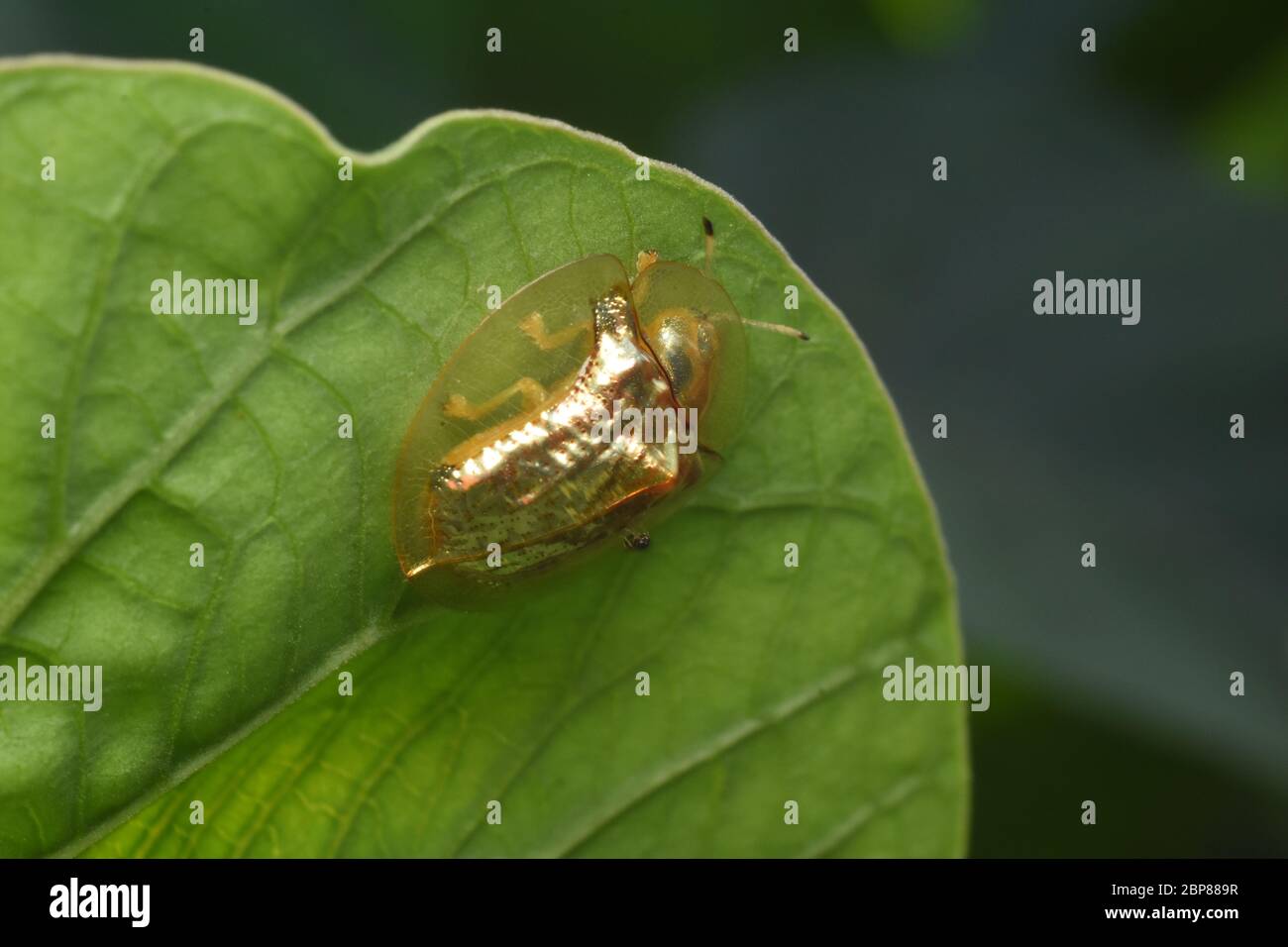 Metallic tortoise beetle hi-res stock photography and images - Alamy