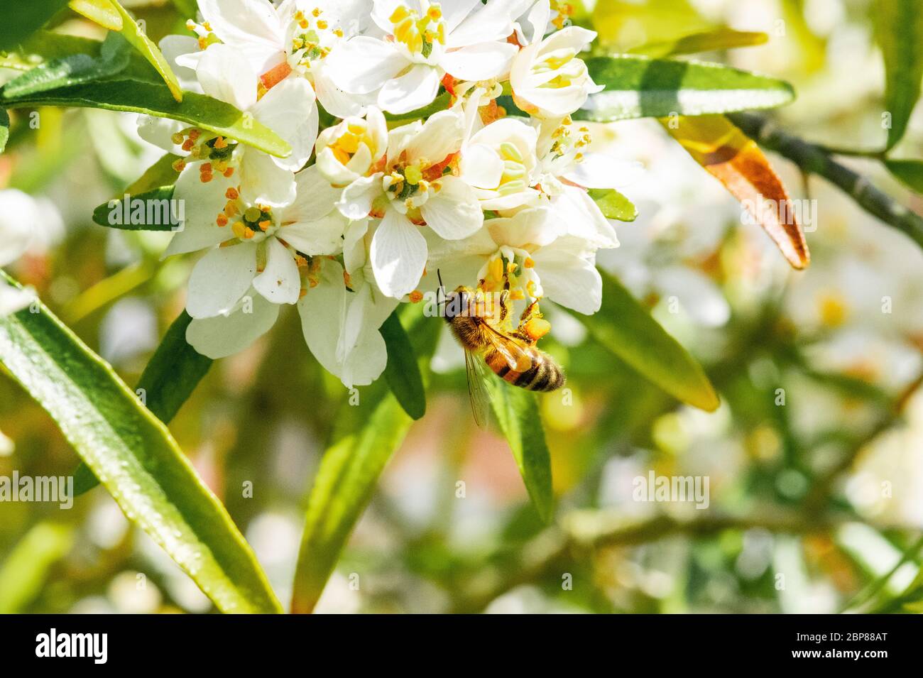 Bee: Honey Bee collecting pollen on wild flowers. Closeup details of ...