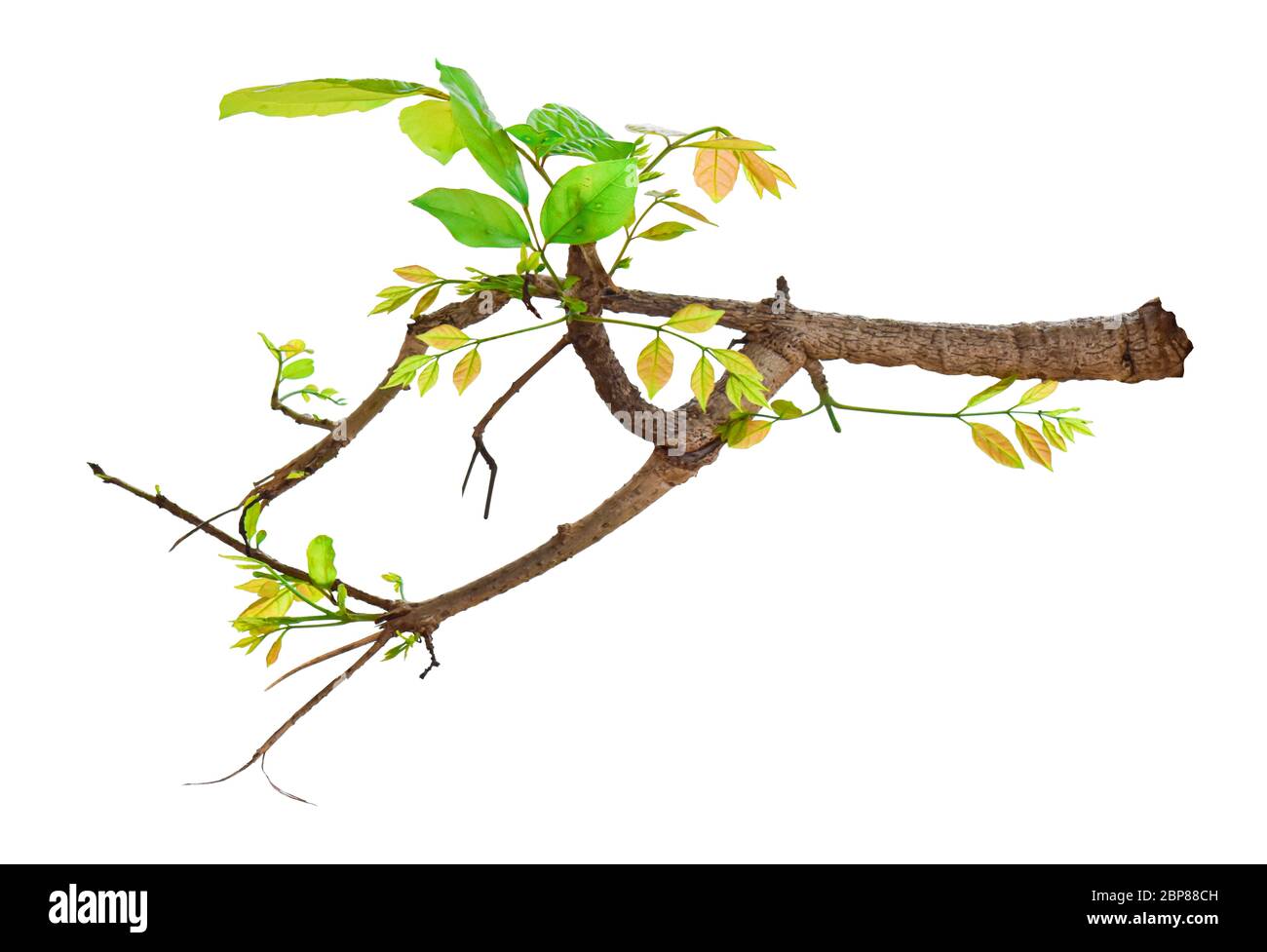 Leaf on branch isolated on white background. Object with clipping path ...