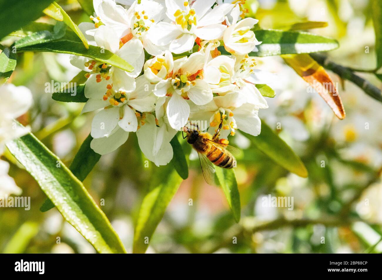 Bee: Honey Bee collecting pollen on wild flowers. Closeup details of ...