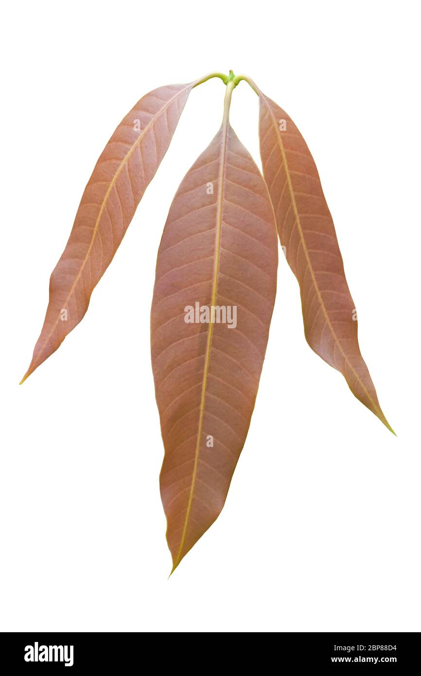 Fresh mango leaf isolated on white background. newly young leaves Stock ...