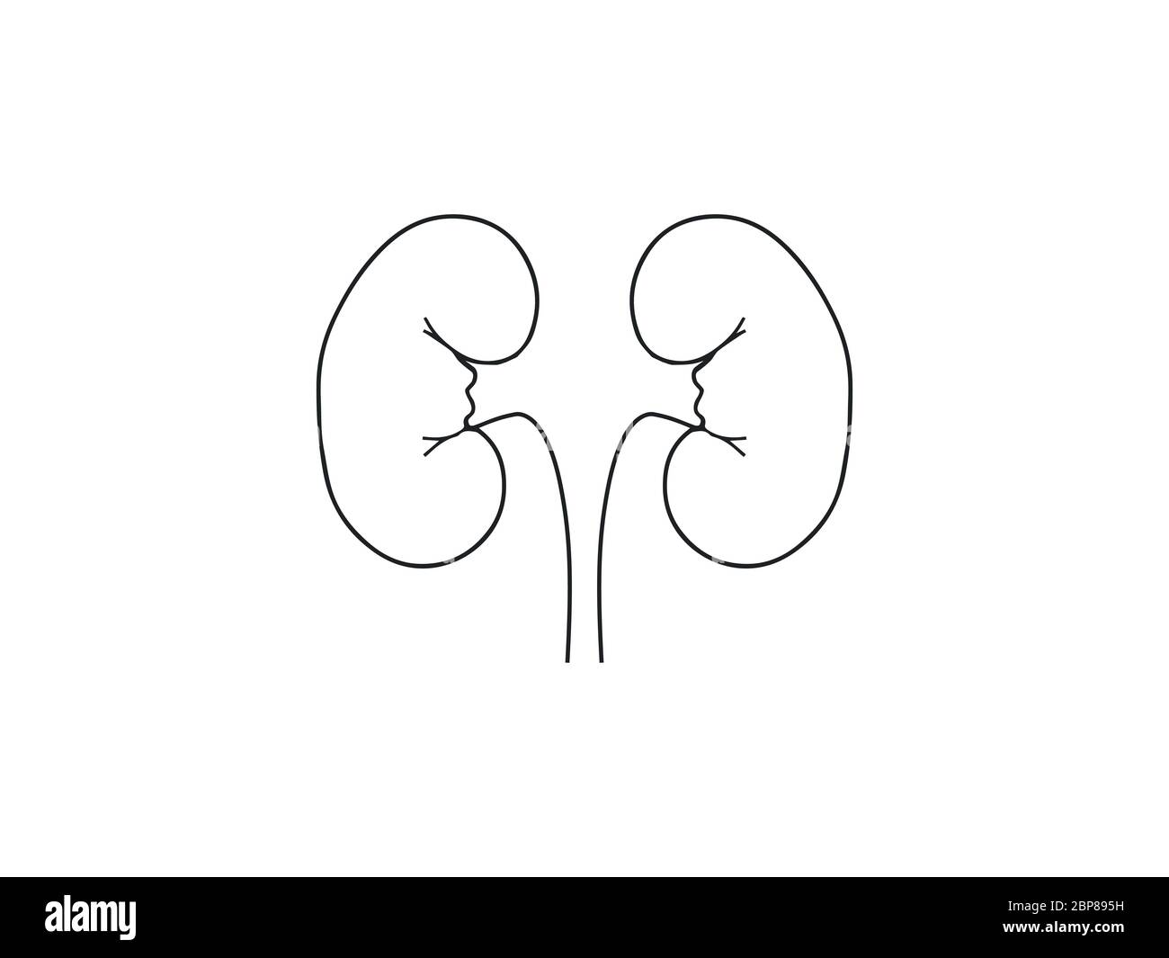 Kidneys outline hi-res stock photography and images - Alamy