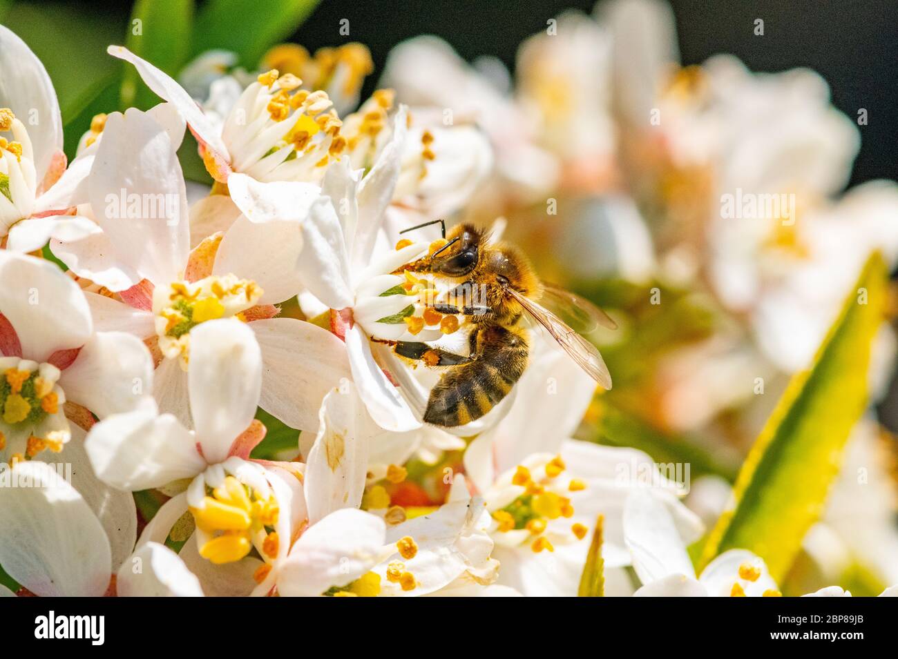 Bee: Honey Bee collecting pollen on wild flowers. Closeup details of ...
