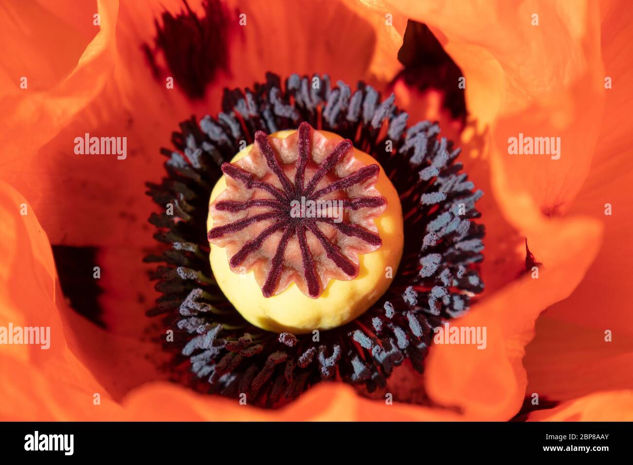 Red flowering poppy close hi-res stock photography and images - Alamy