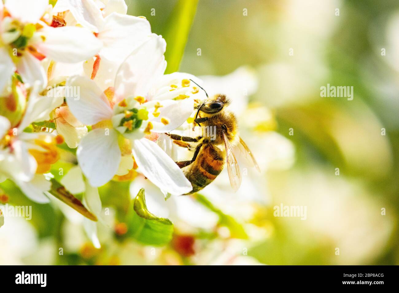 Bee: Honey Bee collecting pollen on wild flowers. Closeup details of ...