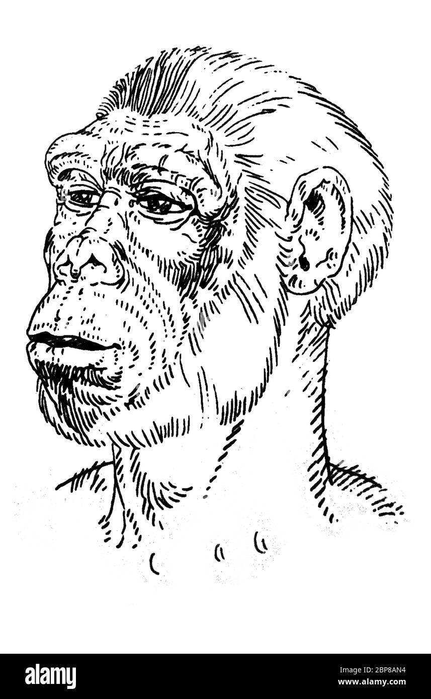 Homo Habilis High Resolution Stock Photography and Images - Alamy