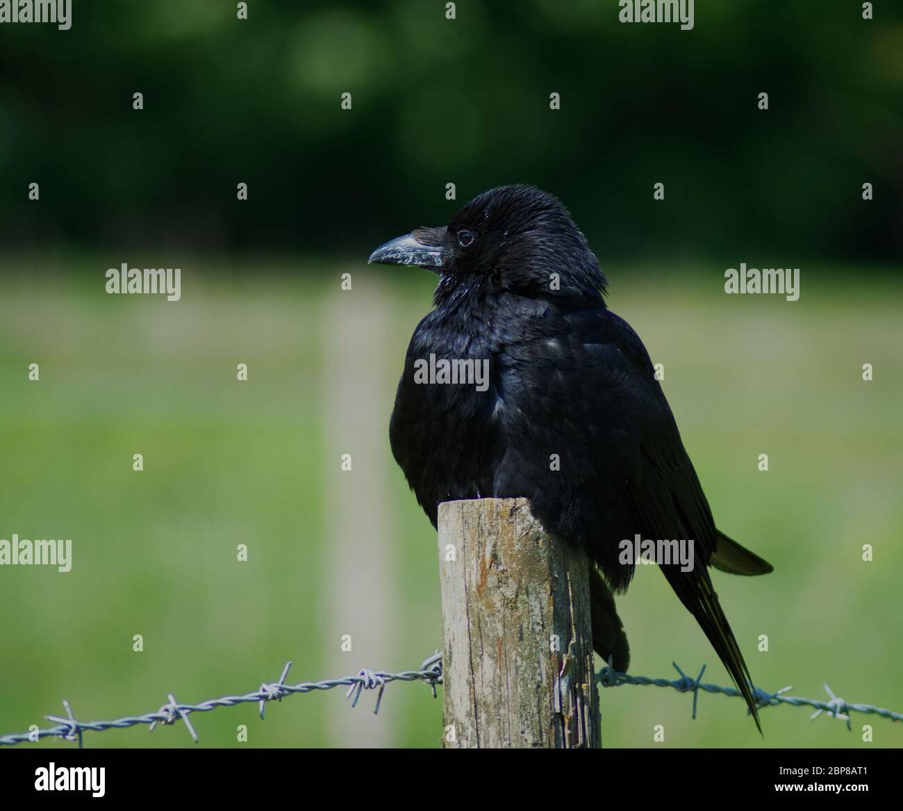 Pigeon and crow hi-res stock photography and images - Alamy
