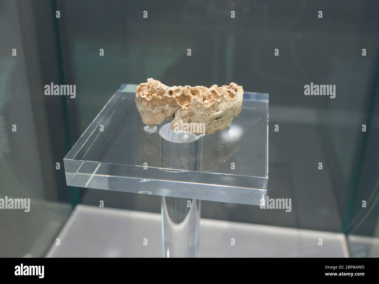 A reconstruction of a neanderthal human hi-res stock photography and ...