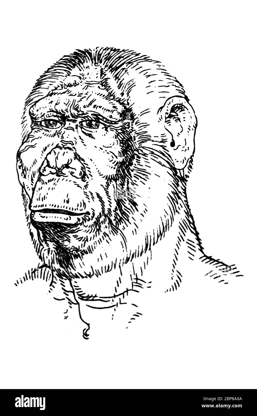 Australopithecus bosei Cut Out Stock Images & Pictures - Alamy