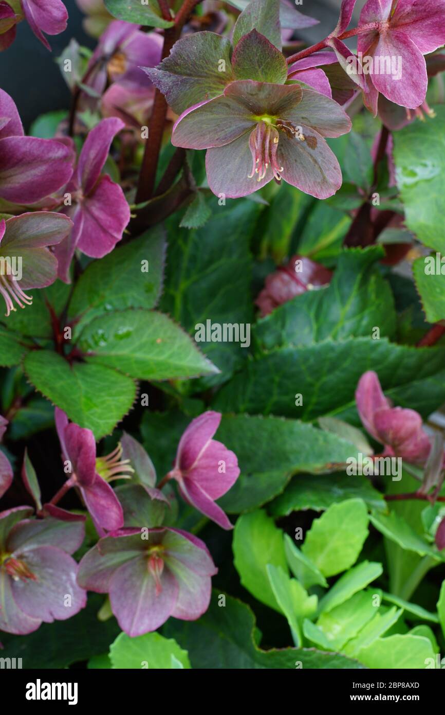 Purple hellebore flower of the helleborus hybridus (Christmas or Lenten ...