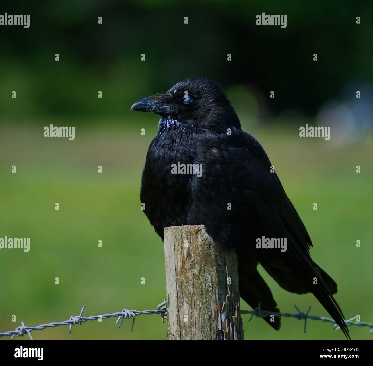 Pigeon and crow hi-res stock photography and images - Alamy