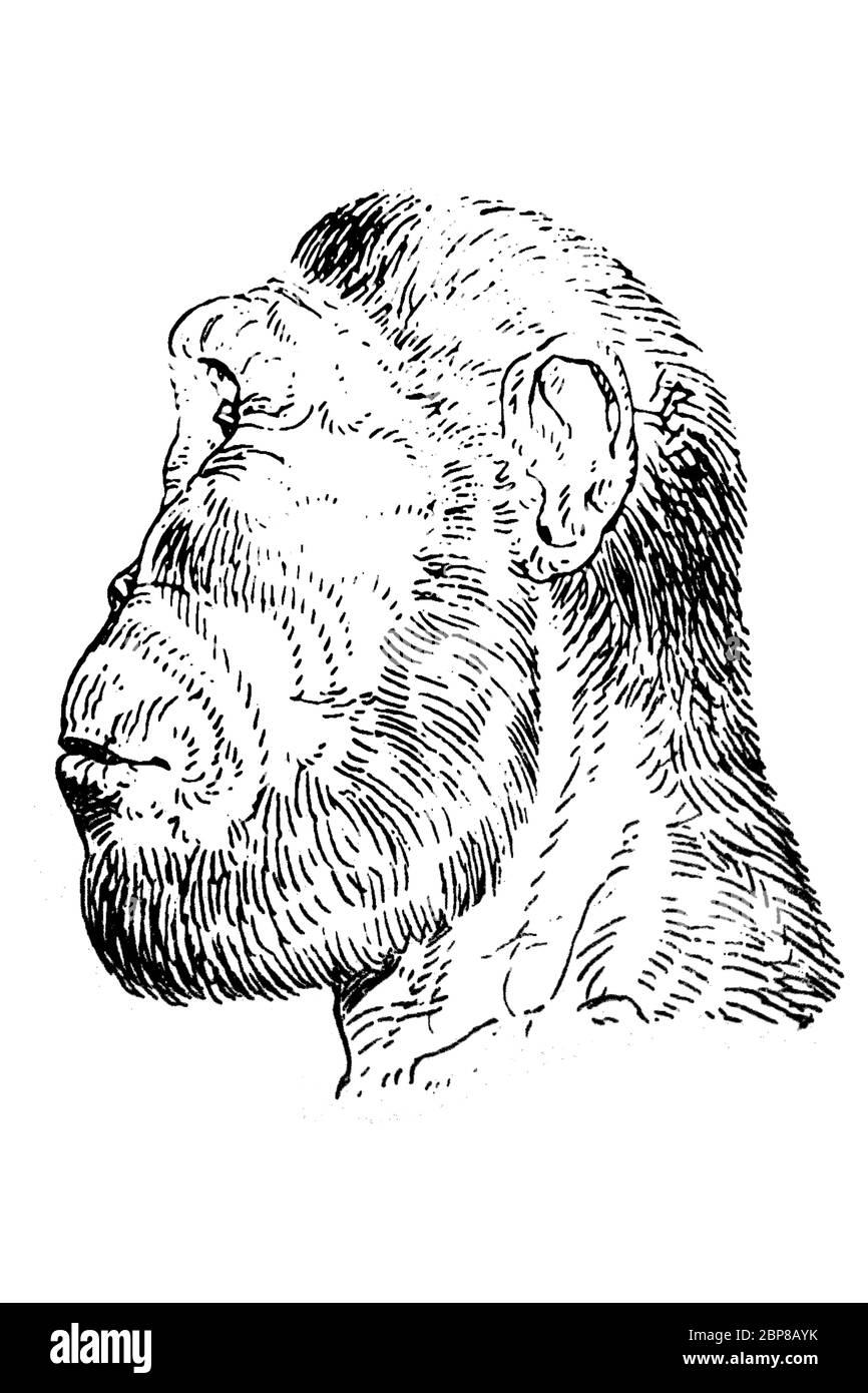 Australopithecus Robustus Body