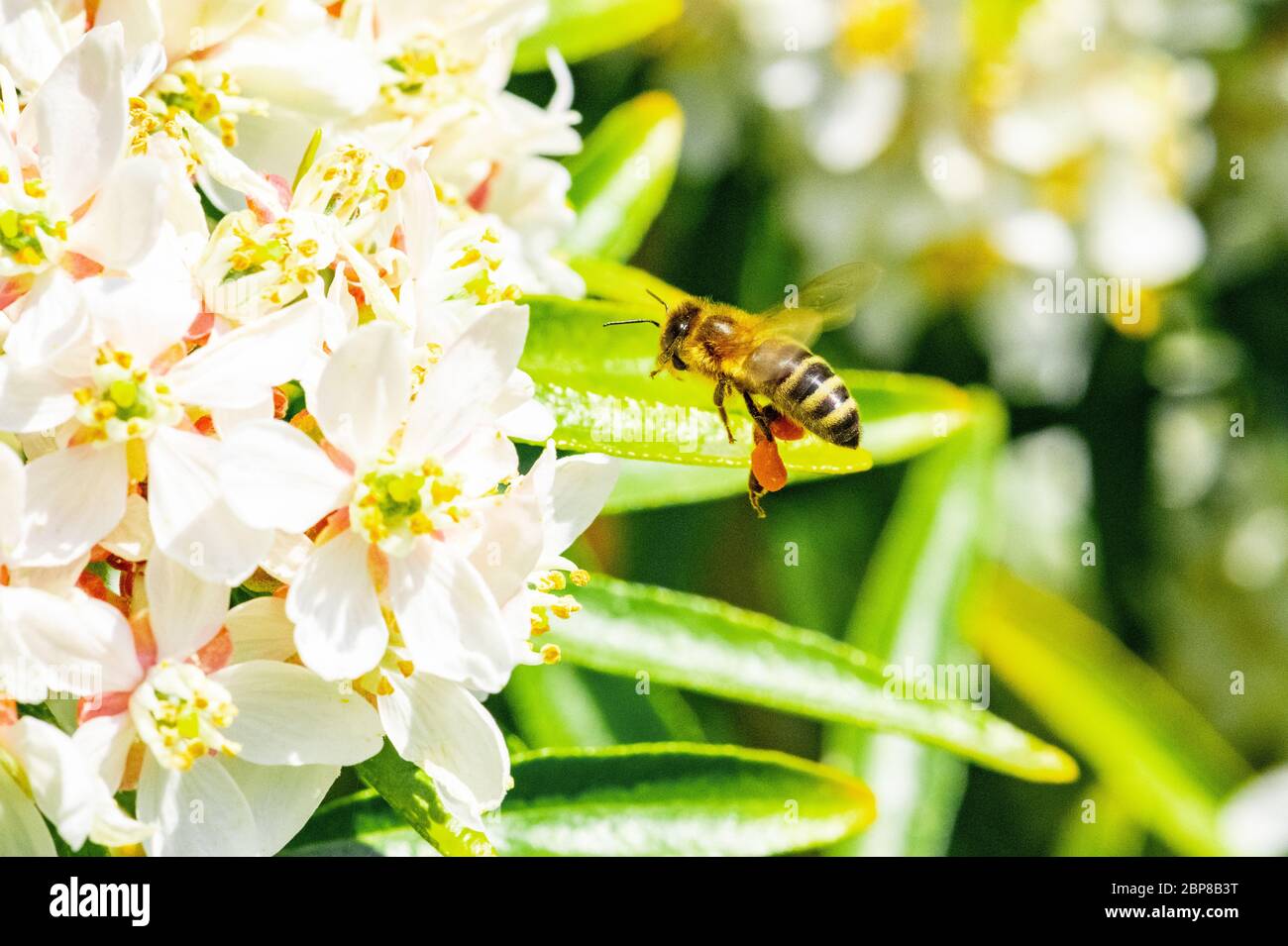 Bee: Honey Bee collecting pollen on wild flowers. Closeup details of ...