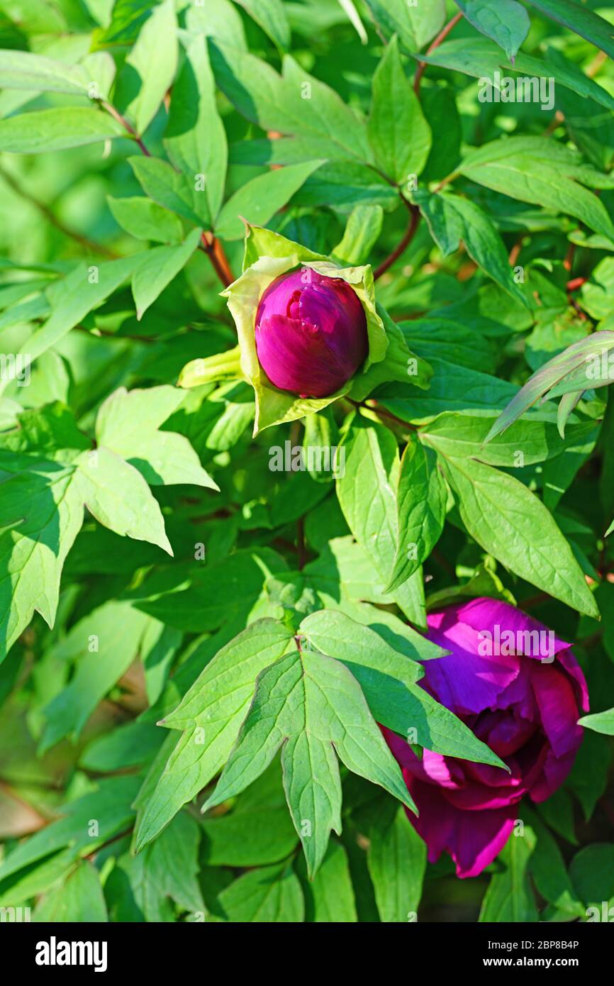Pink tree peony flower bud on the bush Stock Photo - Alamy