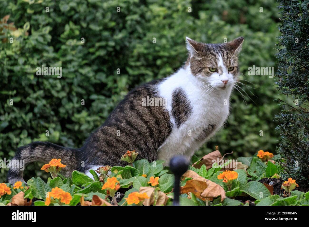 Larry the Cat, famous feline and Chief Mouser, sits in the flowers ...