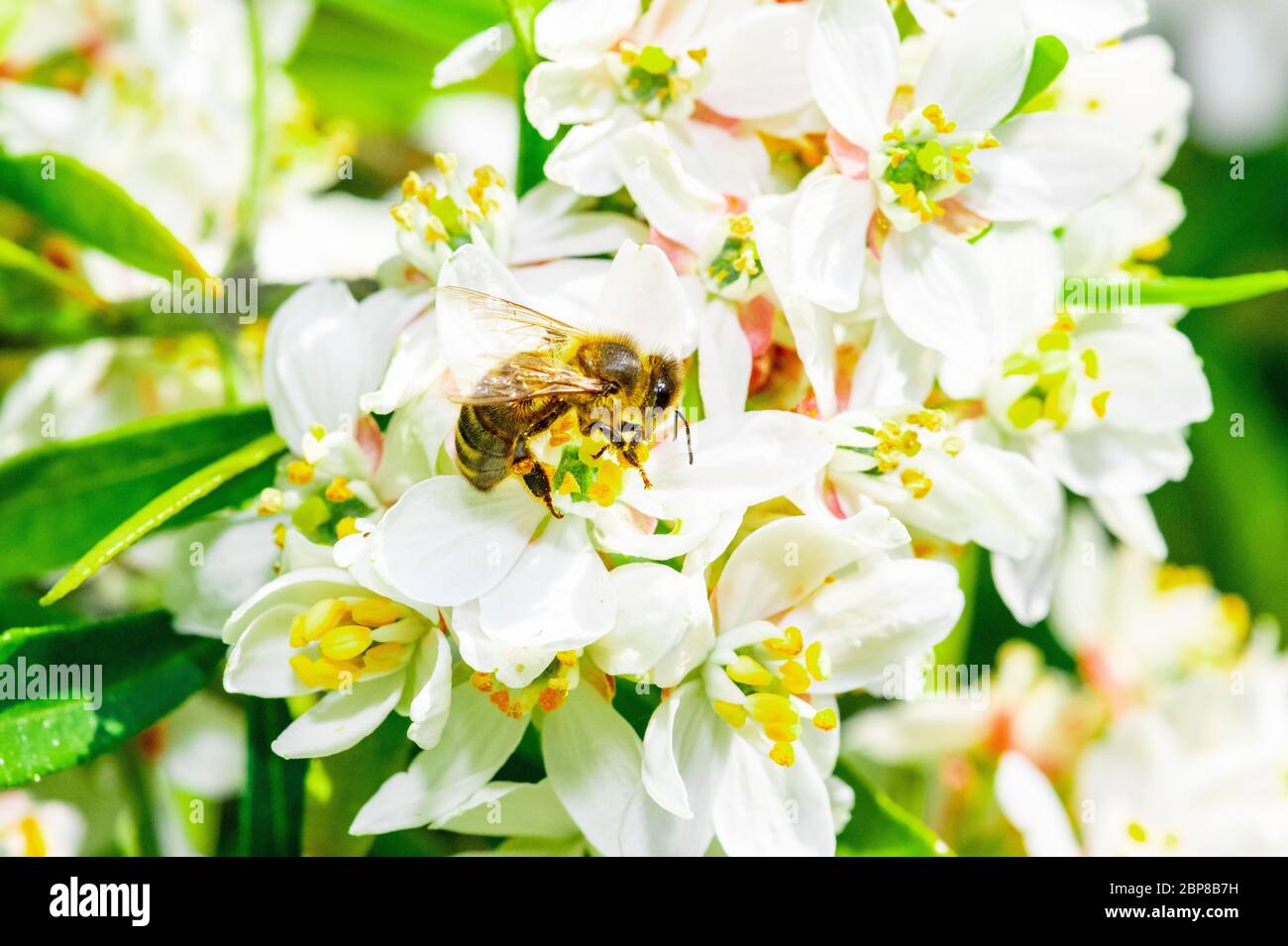 Bee: Honey Bee collecting pollen on wild flowers. Closeup details of ...