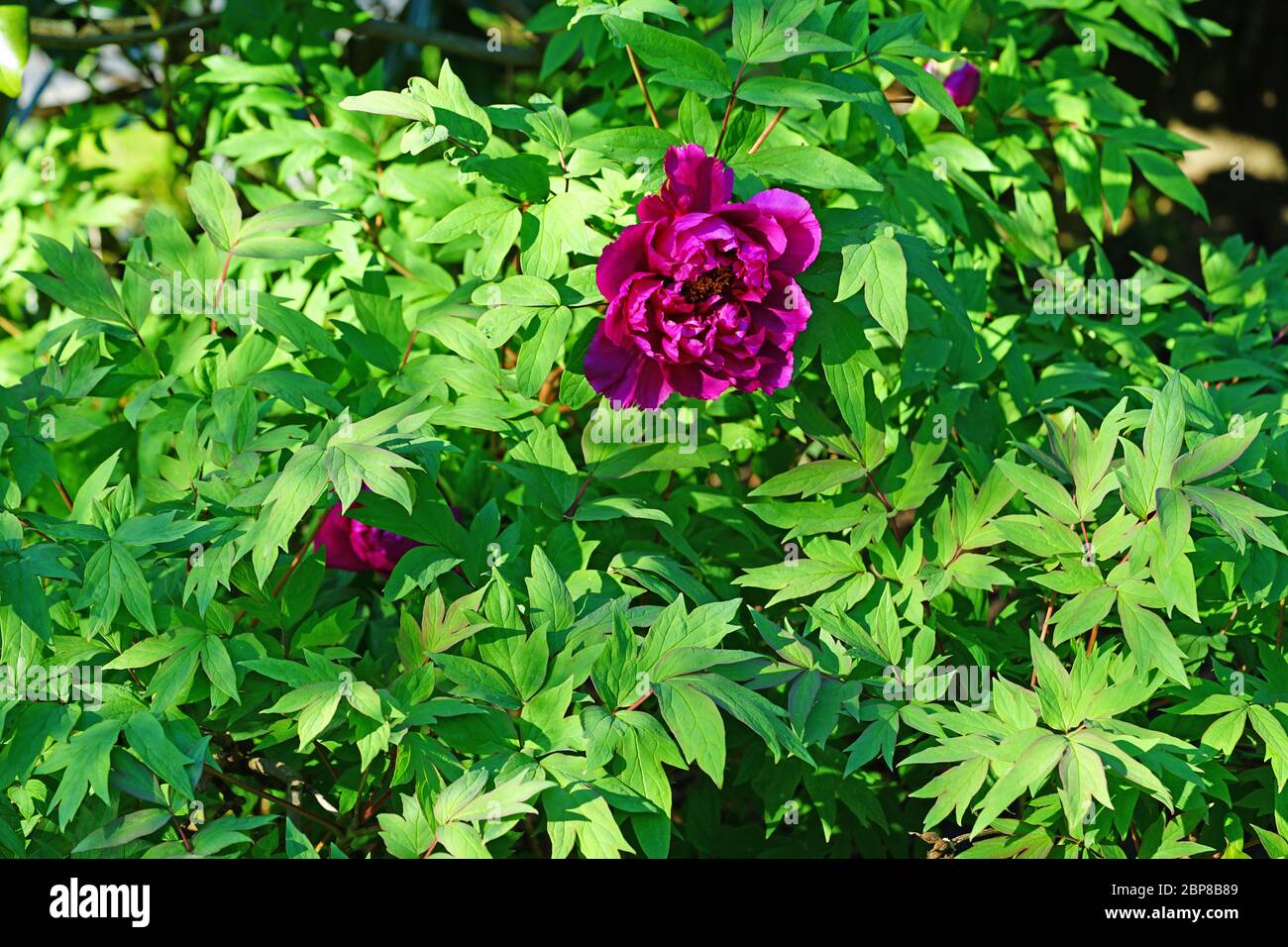 Pink tree peony flower bud on the bush Stock Photo - Alamy