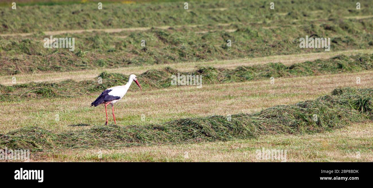 Stork looks food in hi-res stock photography and images - Alamy