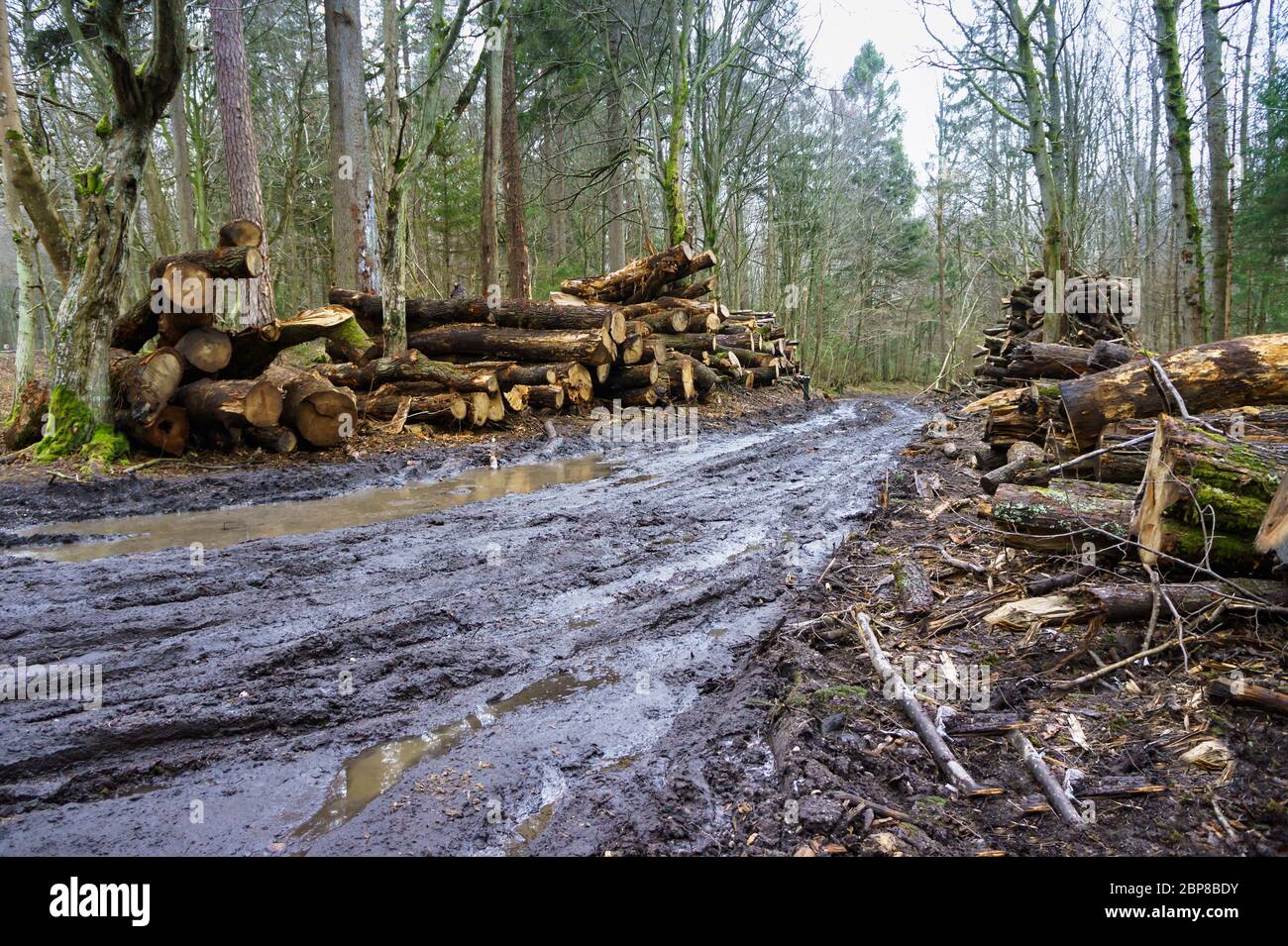 felled trees in a stack, logs from felled tree trunks Stock Photo - Alamy