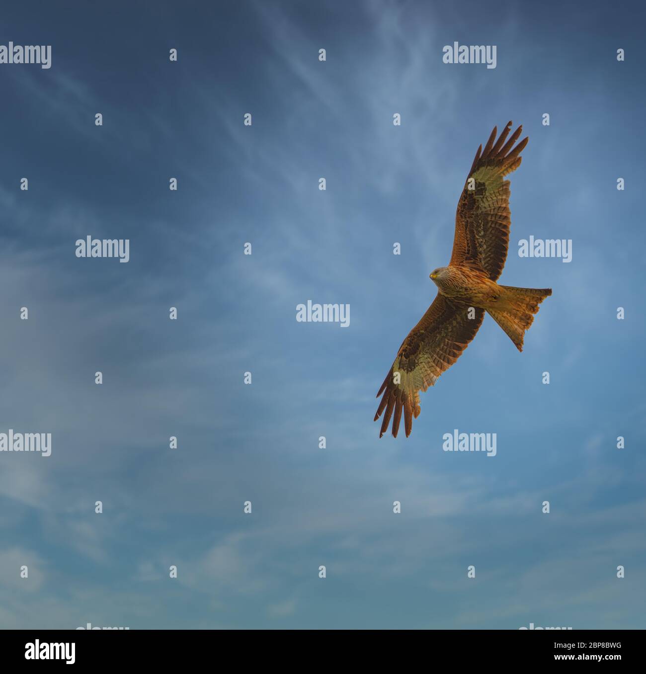 red kite in soaring in the sky Stock Photo - Alamy