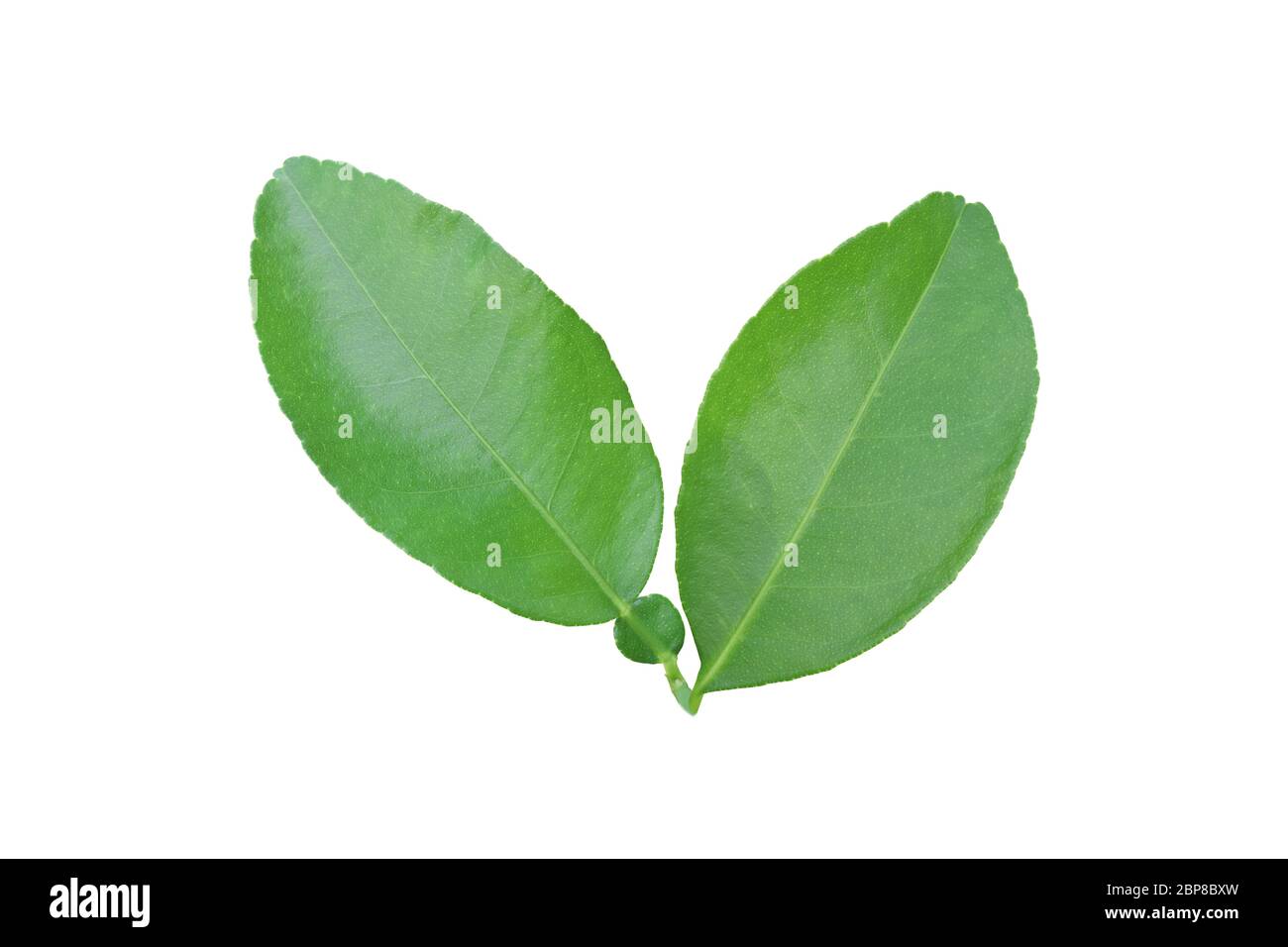 Lemon leaf isolated on white background. with clipping Path Stock Photo ...