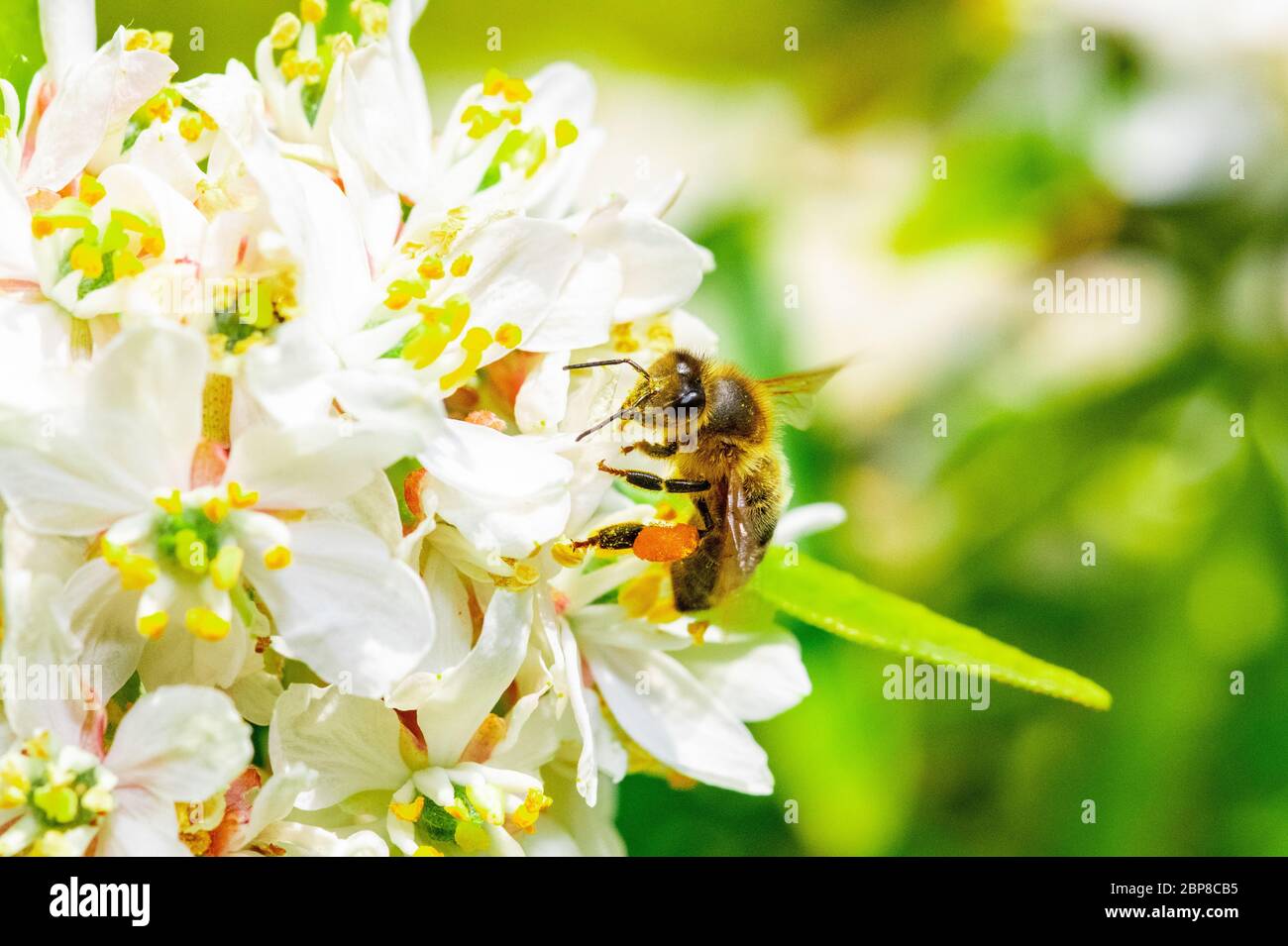Bee: Honey Bee collecting pollen on wild flowers. Closeup details of ...