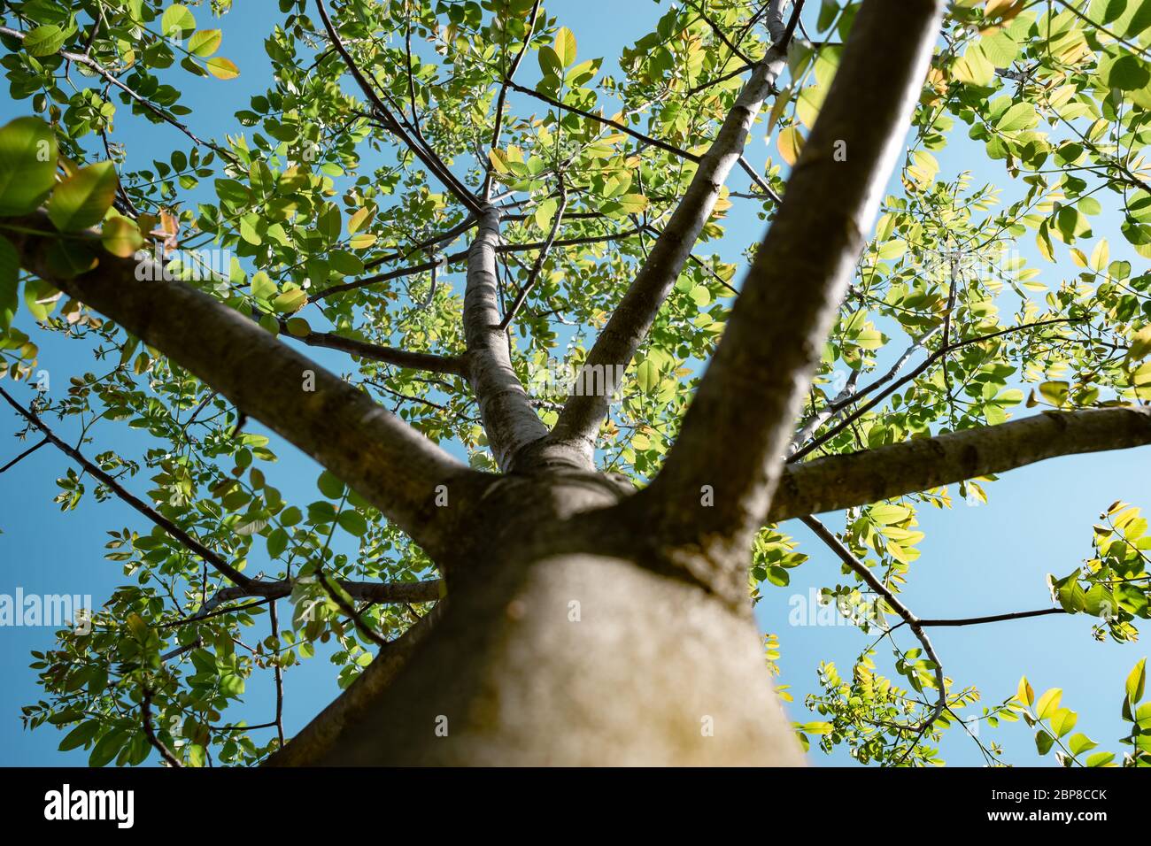 Beautiful green tree look up. Background pattern for design Stock Photo ...