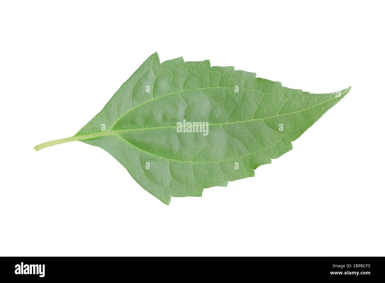 Green leaf isolated on white background. Object with clipping path ...