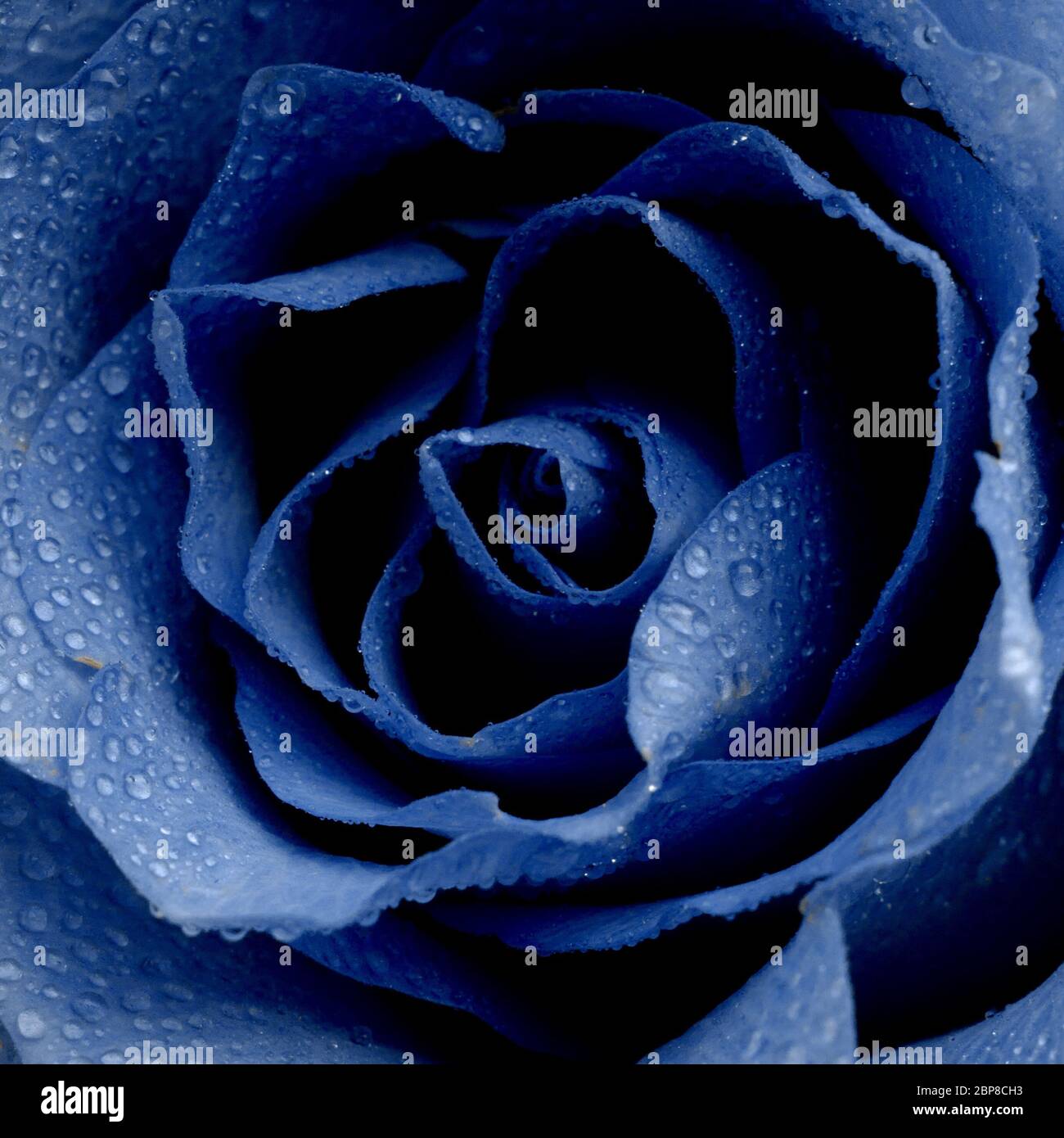 Floral background with beautiful blue rose close up. Fresh rose in the ...