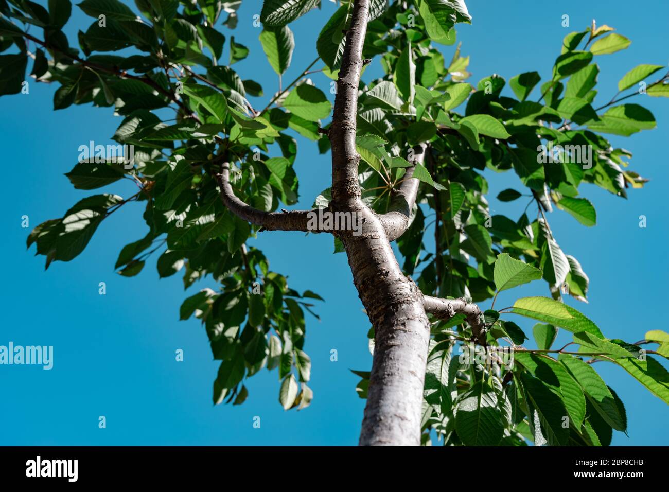 Beautiful green tree look up. Background pattern for design Stock Photo ...