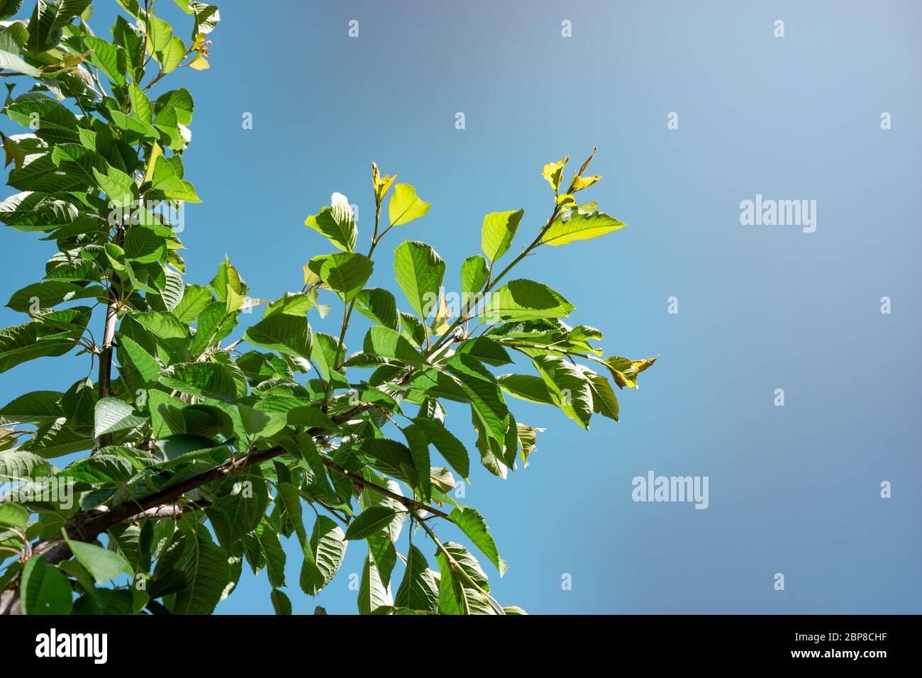 Beautiful green tree look up. Background pattern for design Stock Photo ...