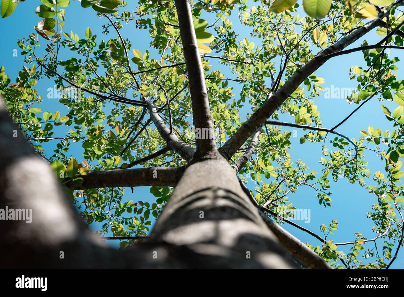 Beautiful green tree look up. Background pattern for design Stock Photo ...