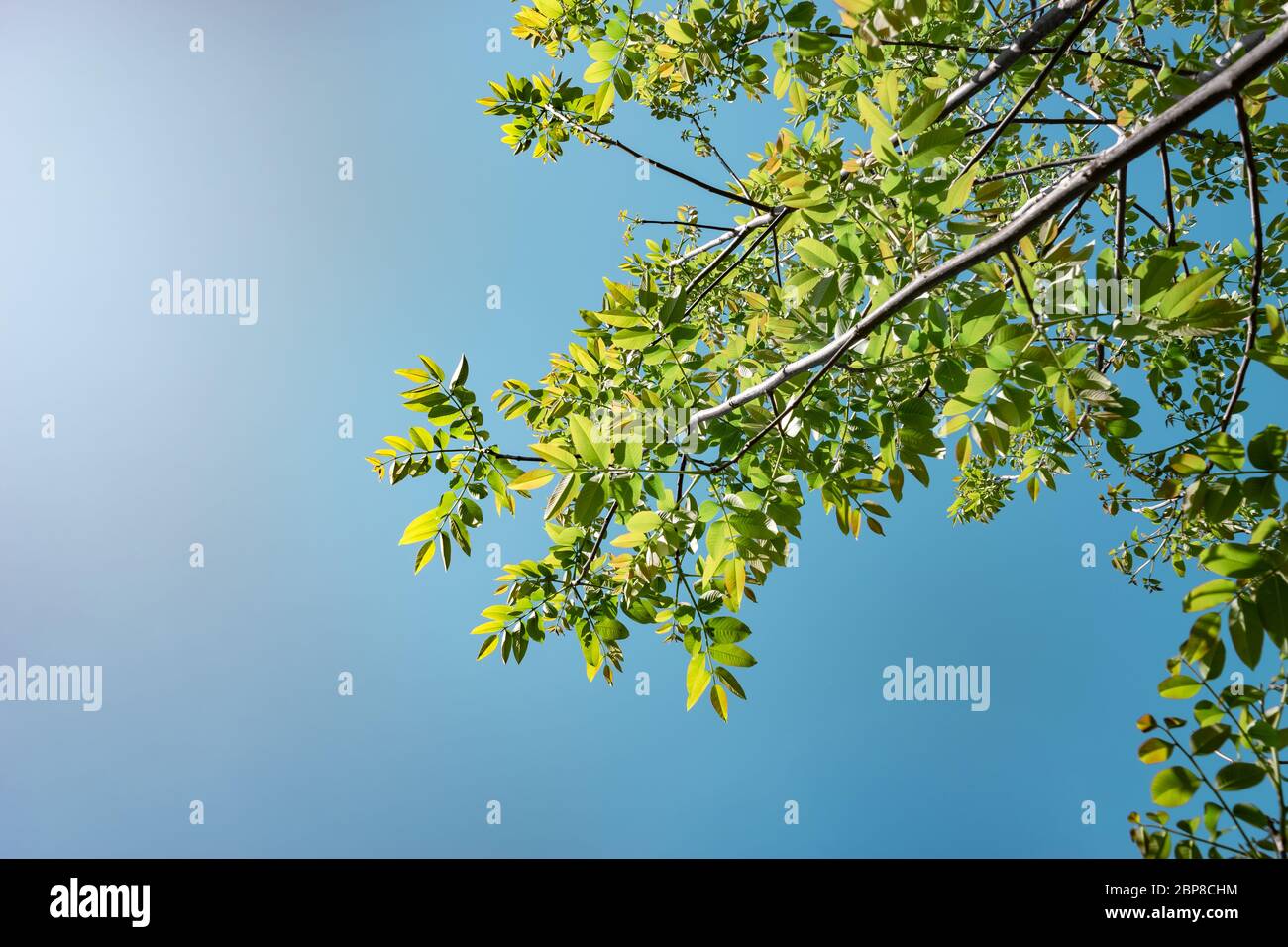 Beautiful green tree look up. Background pattern for design Stock Photo ...