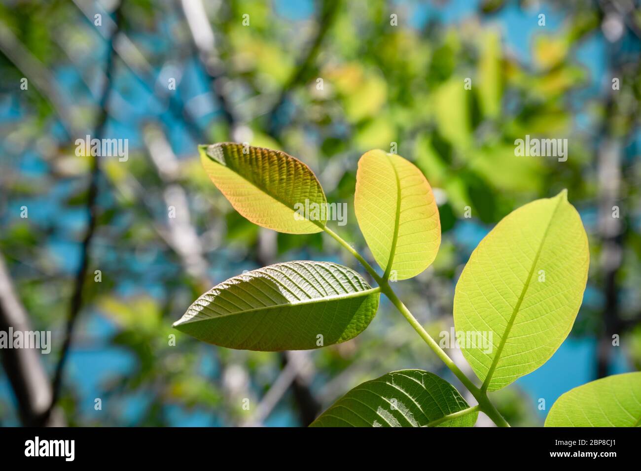 Beautiful green tree look up. Background pattern for design Stock Photo ...
