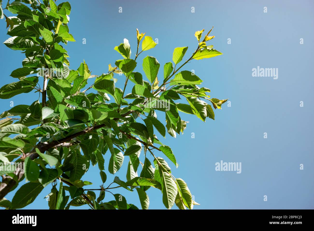 Beautiful green tree look up. Background pattern for design Stock Photo ...