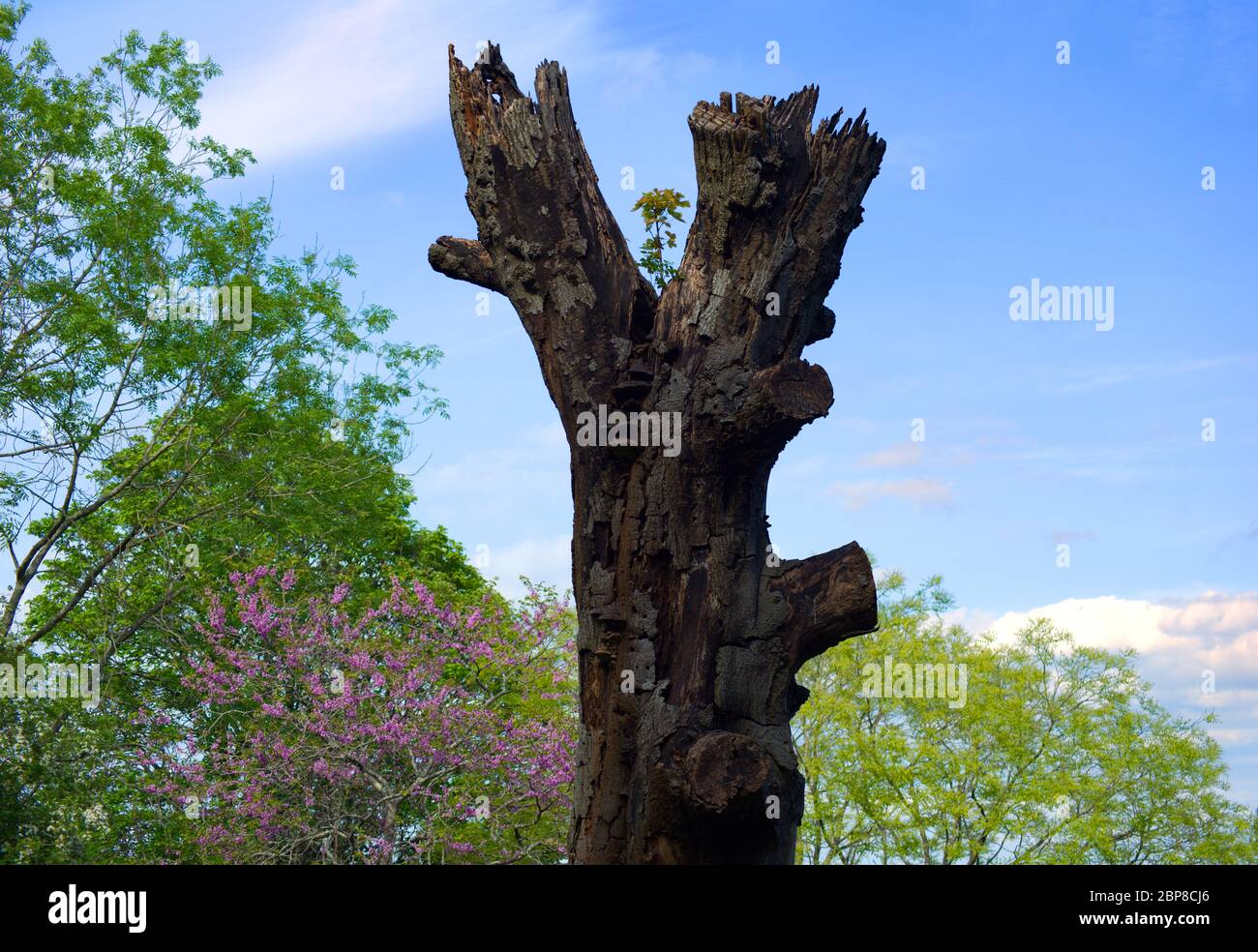 Dead and renewal hi-res stock photography and images - Alamy