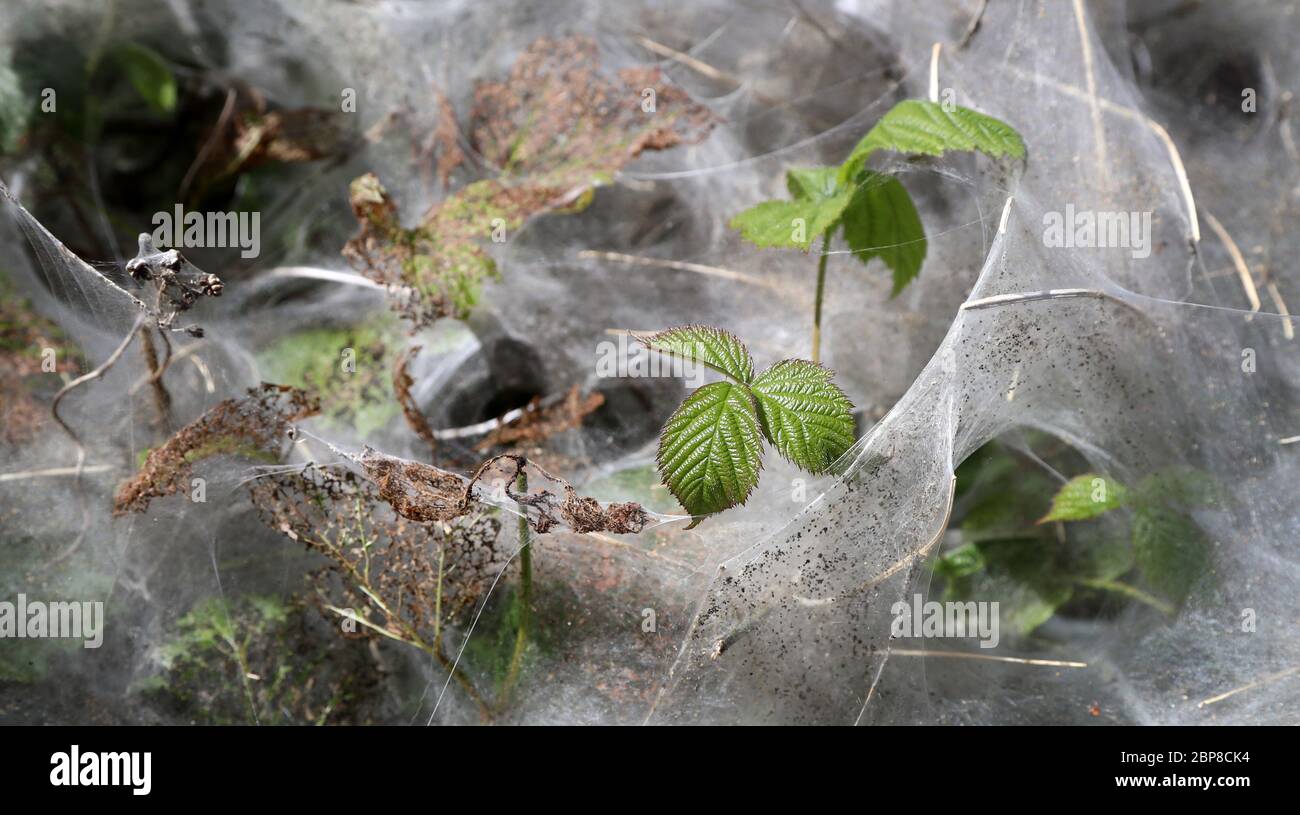 Webbing moth hi-res stock photography and images - Alamy
