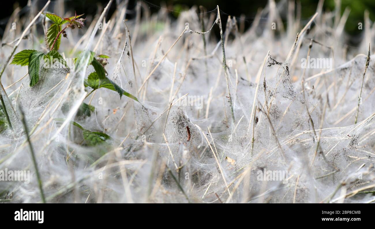 Webbing on shrubs hi-res stock photography and images - Alamy